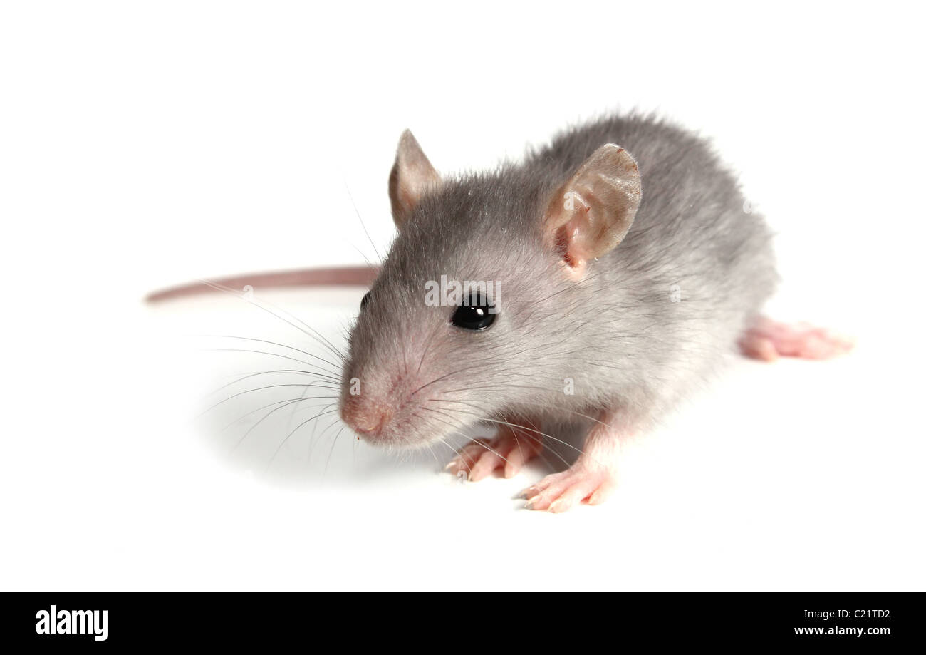 gray mouse isolated on white background Stock Photo - Alamy