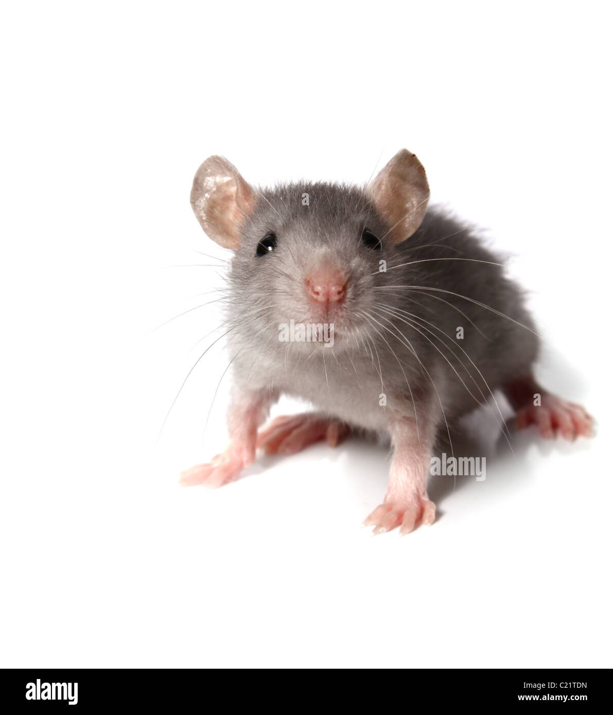 gray mouse isolated on white background Stock Photo - Alamy