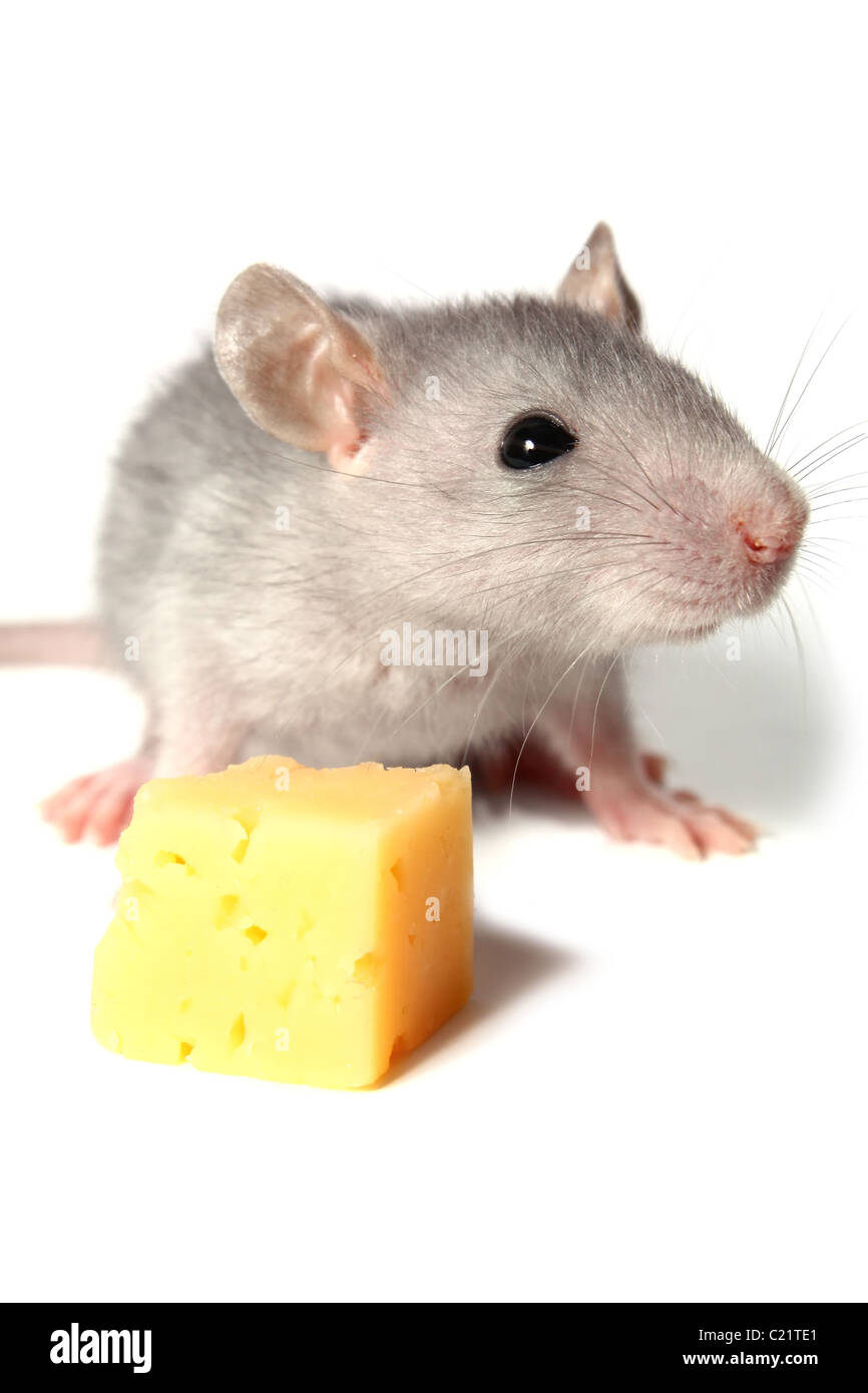 mouse and cheese isolated on white background Stock Photo - Alamy