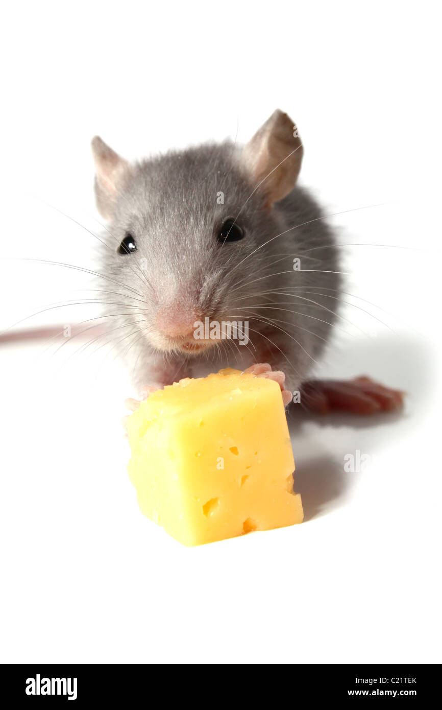 mouse and cheese isolated on white background Stock Photo - Alamy
