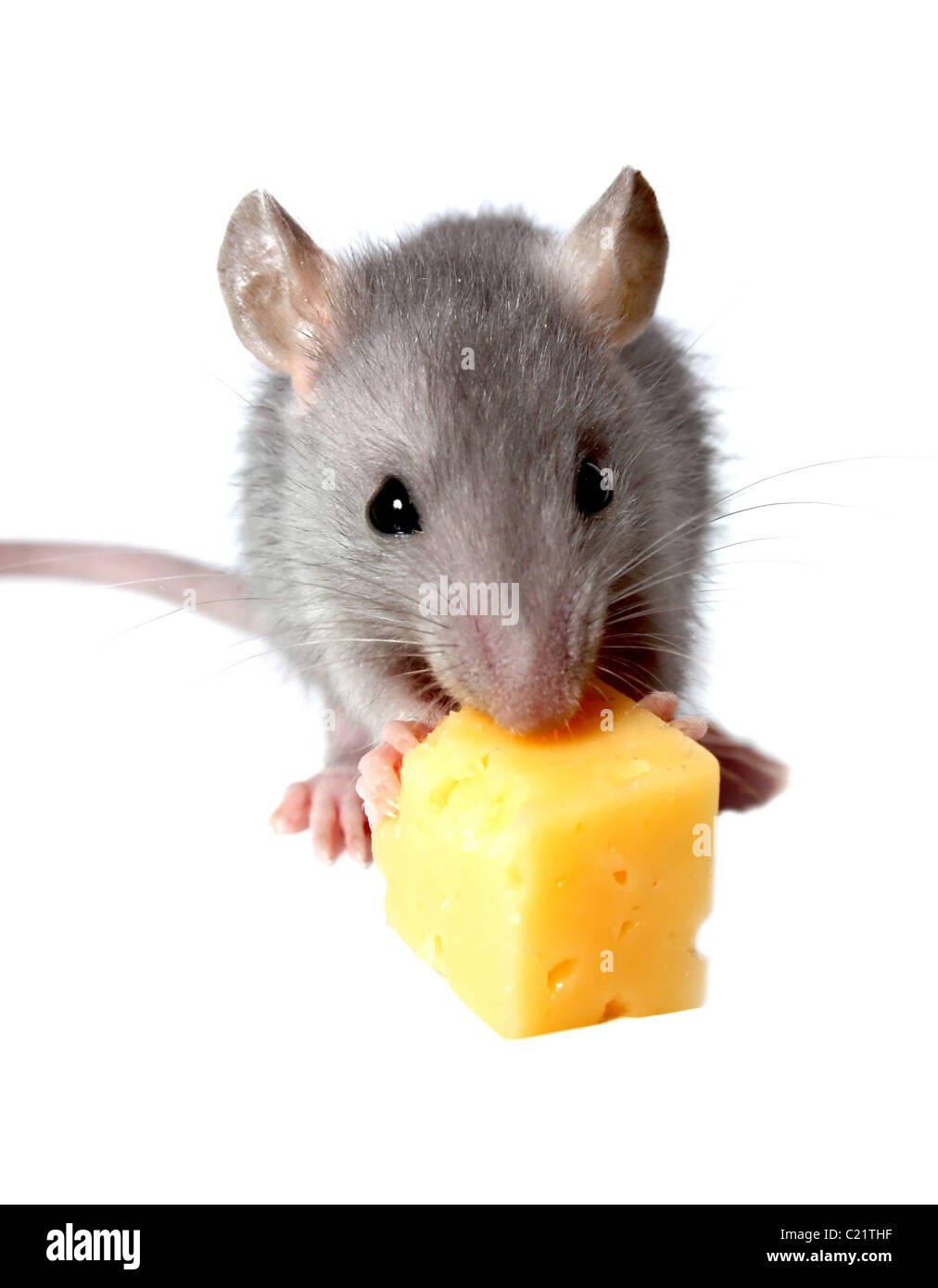 mouse and cheese isolated on white background Stock Photo - Alamy