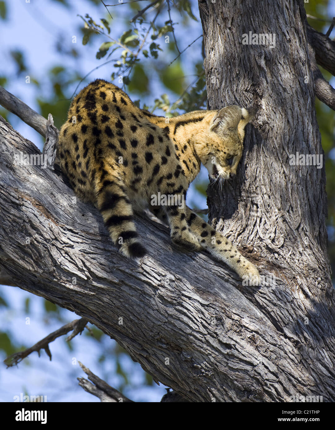 Serval cat tree hi-res stock photography and images - Alamy