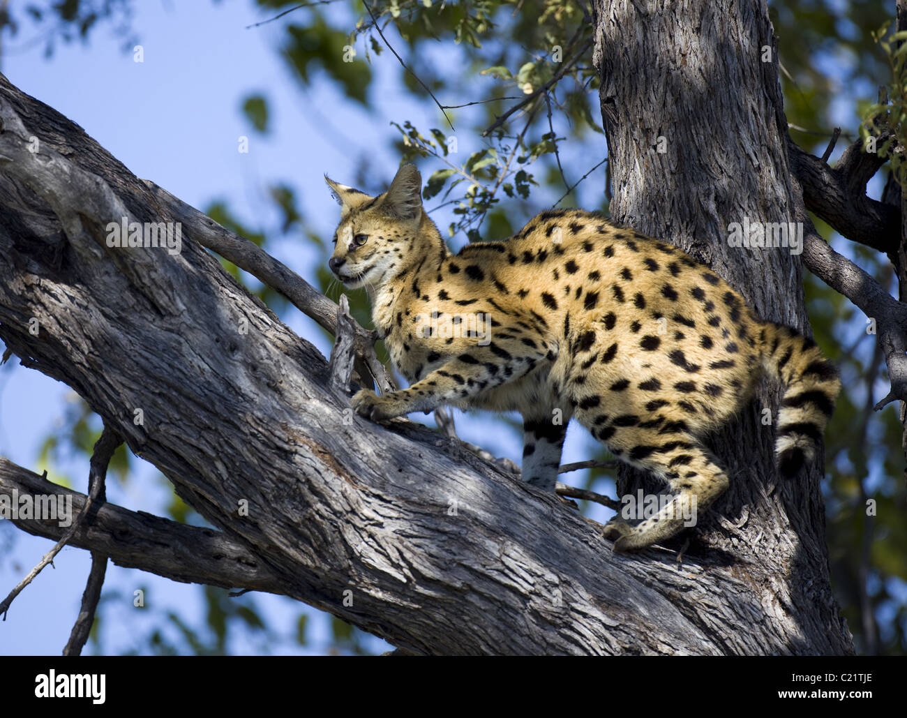 Serval cat tree hi-res stock photography and images - Alamy
