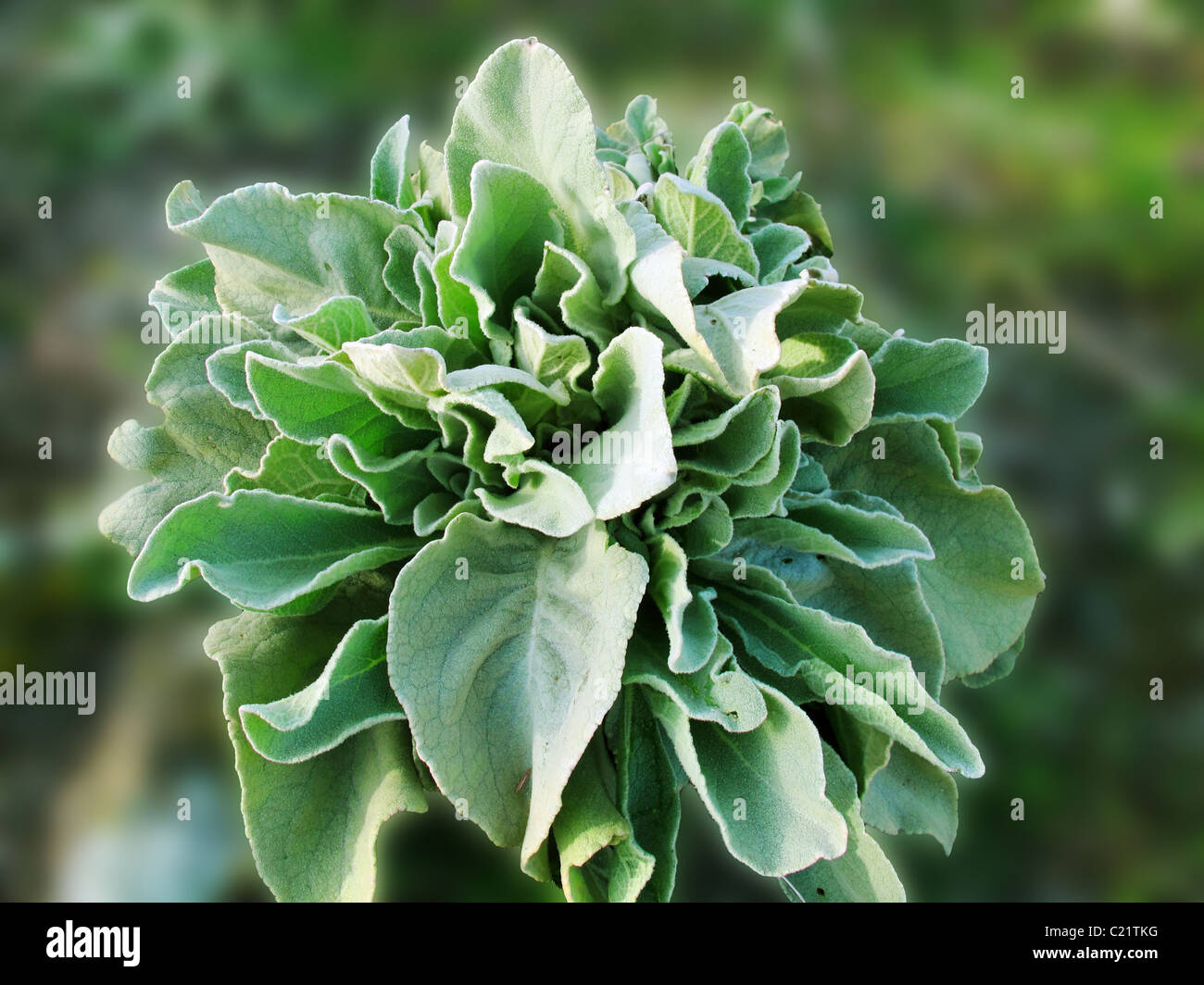 Green plant with form of lettuce Stock Photo - Alamy