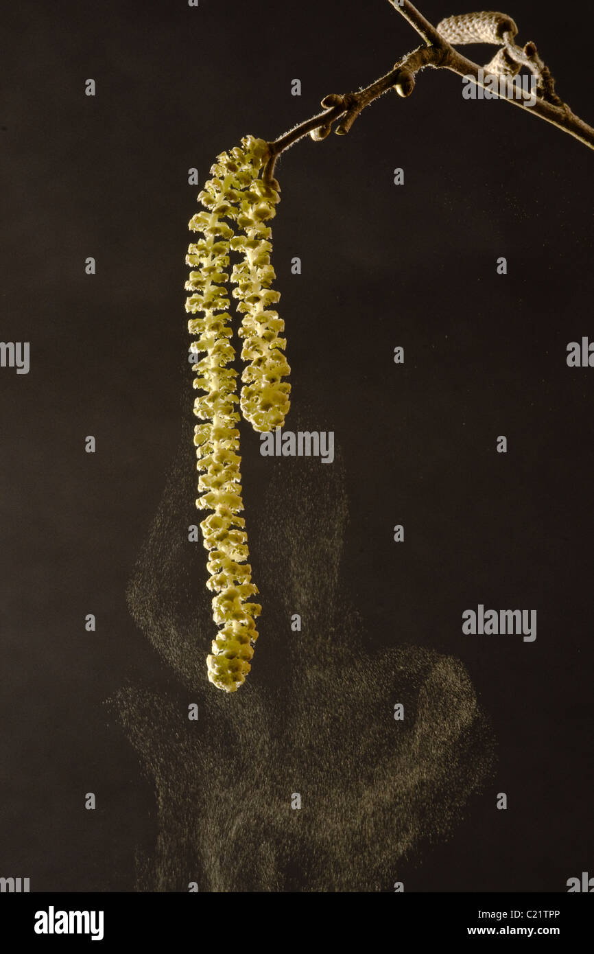 Pollen cloud hi-res stock photography and images - Alamy