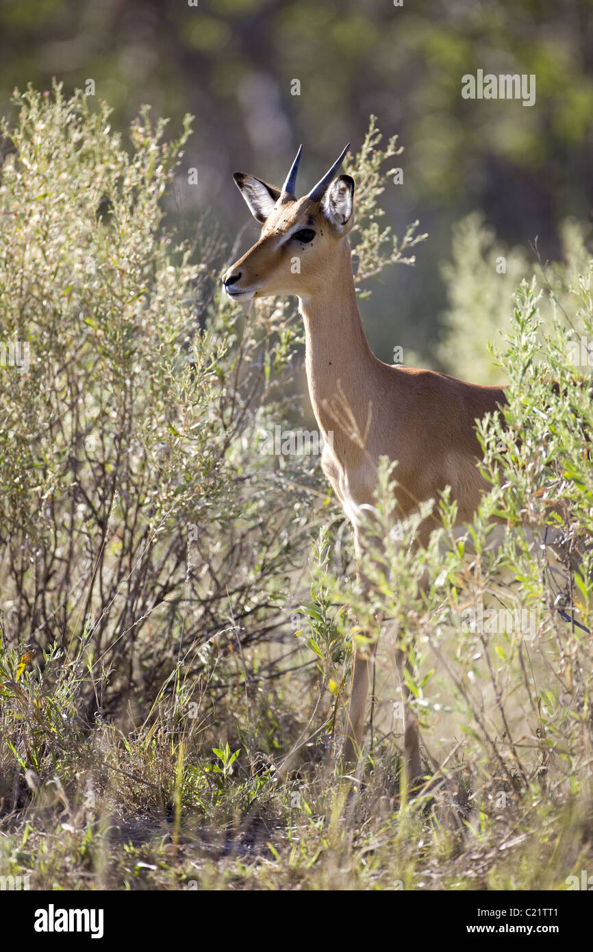 African steenboks hi-res stock photography and images - Alamy