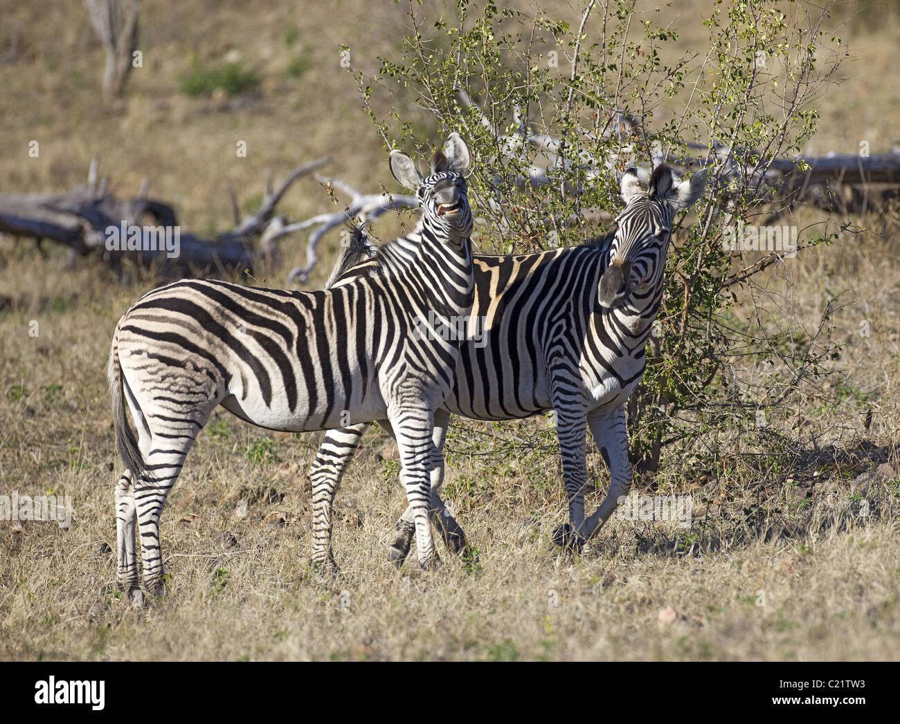 Quagga like zebra hi-res stock photography and images - Alamy
