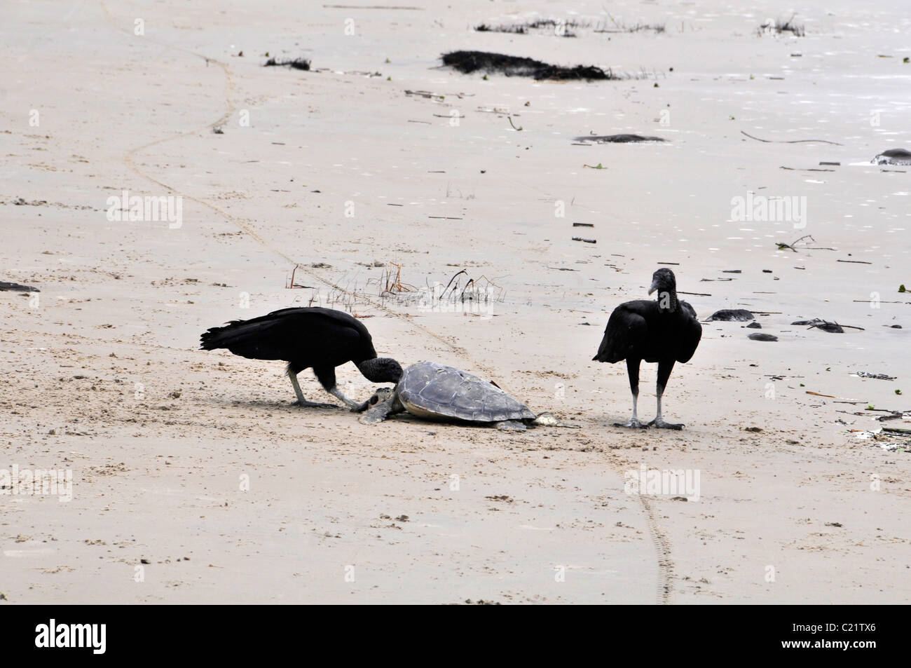 Dead sea birds hi-res stock photography and images - Alamy