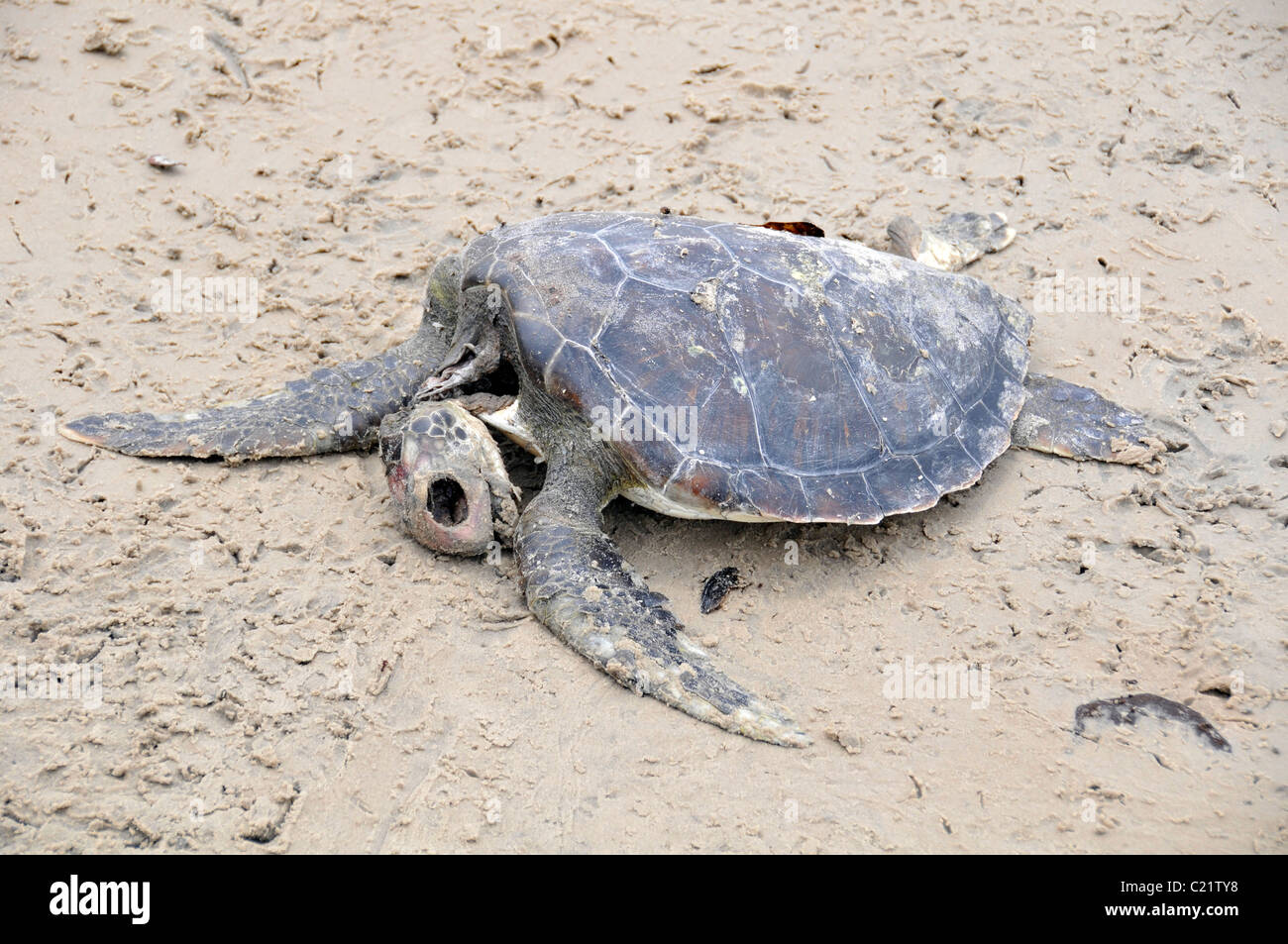 Green sea turtle carcass hi-res stock photography and images - Alamy