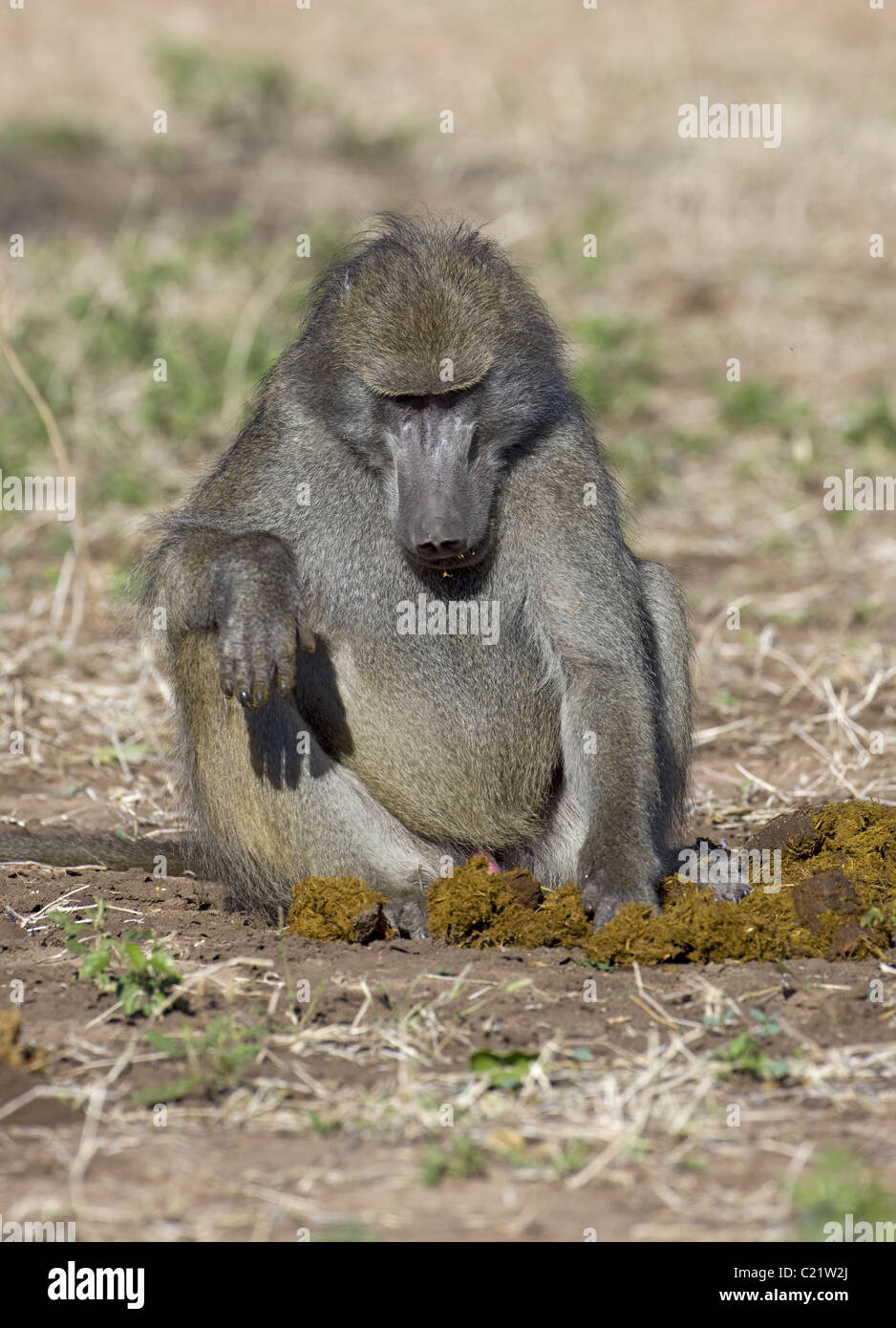 Baboon and elephant hi-res stock photography and images - Alamy