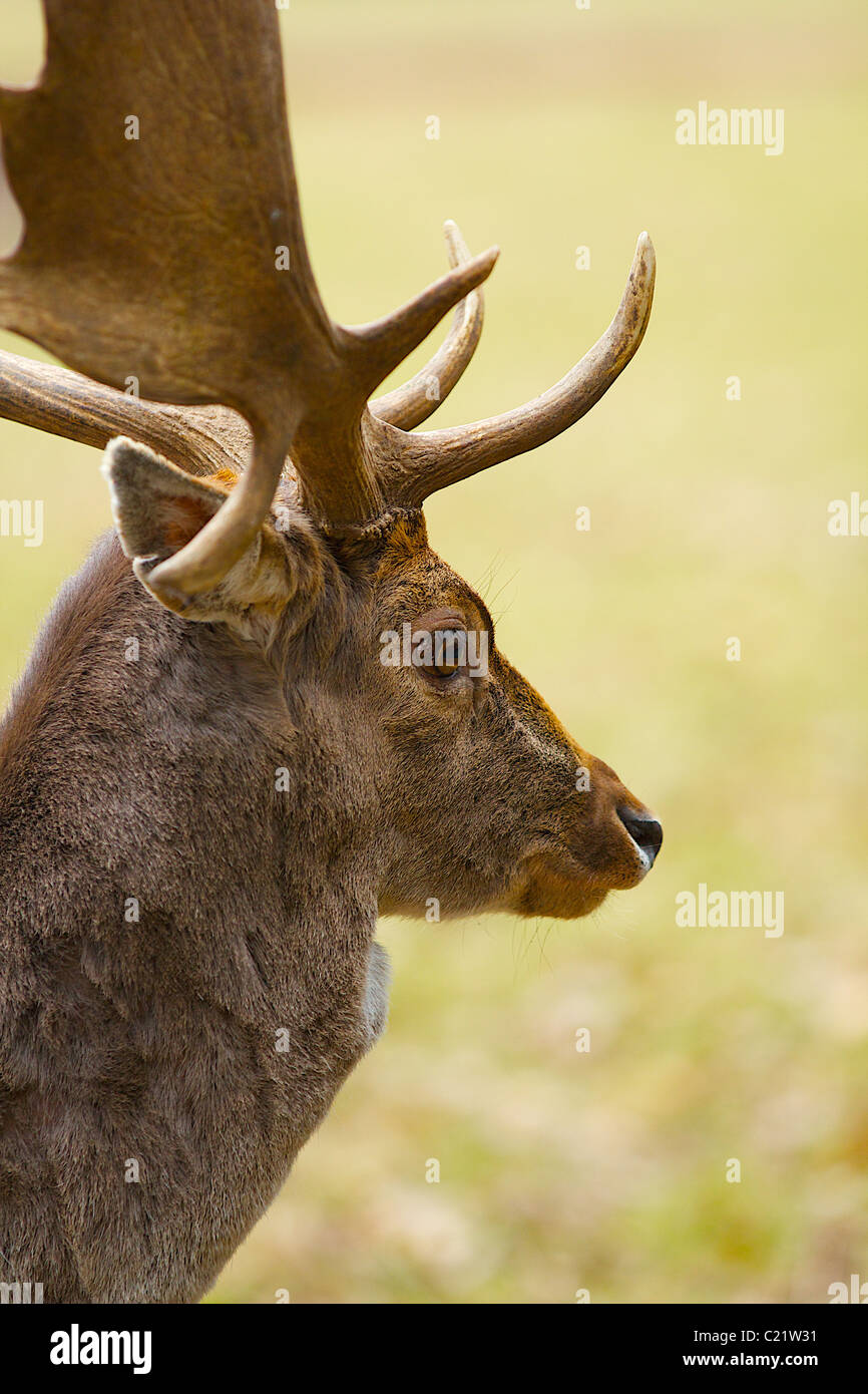 Deer standing and watching the nature Stock Photo - Alamy