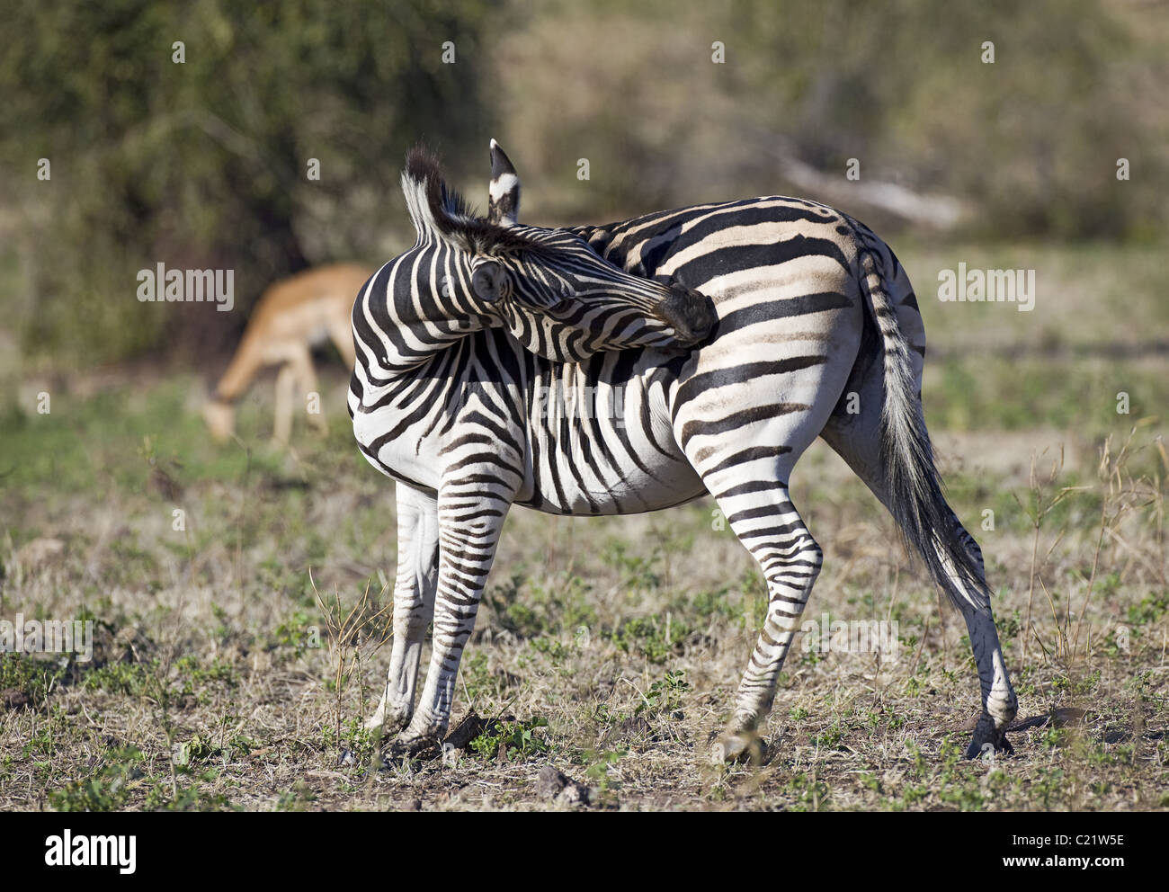 Zebr hi-res stock photography and images - Alamy