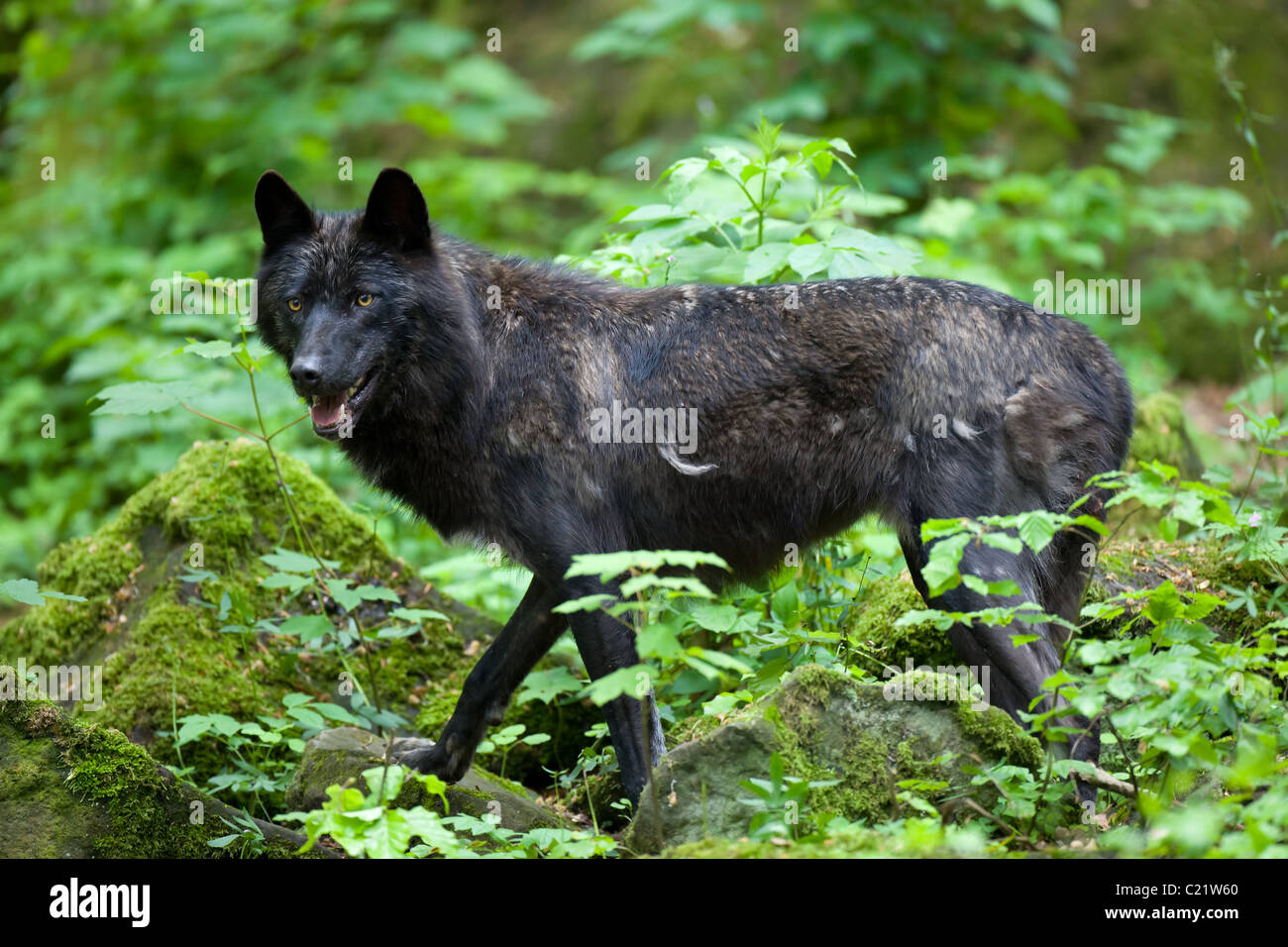 Amerikanischer wolf hi-res stock photography and images - Alamy