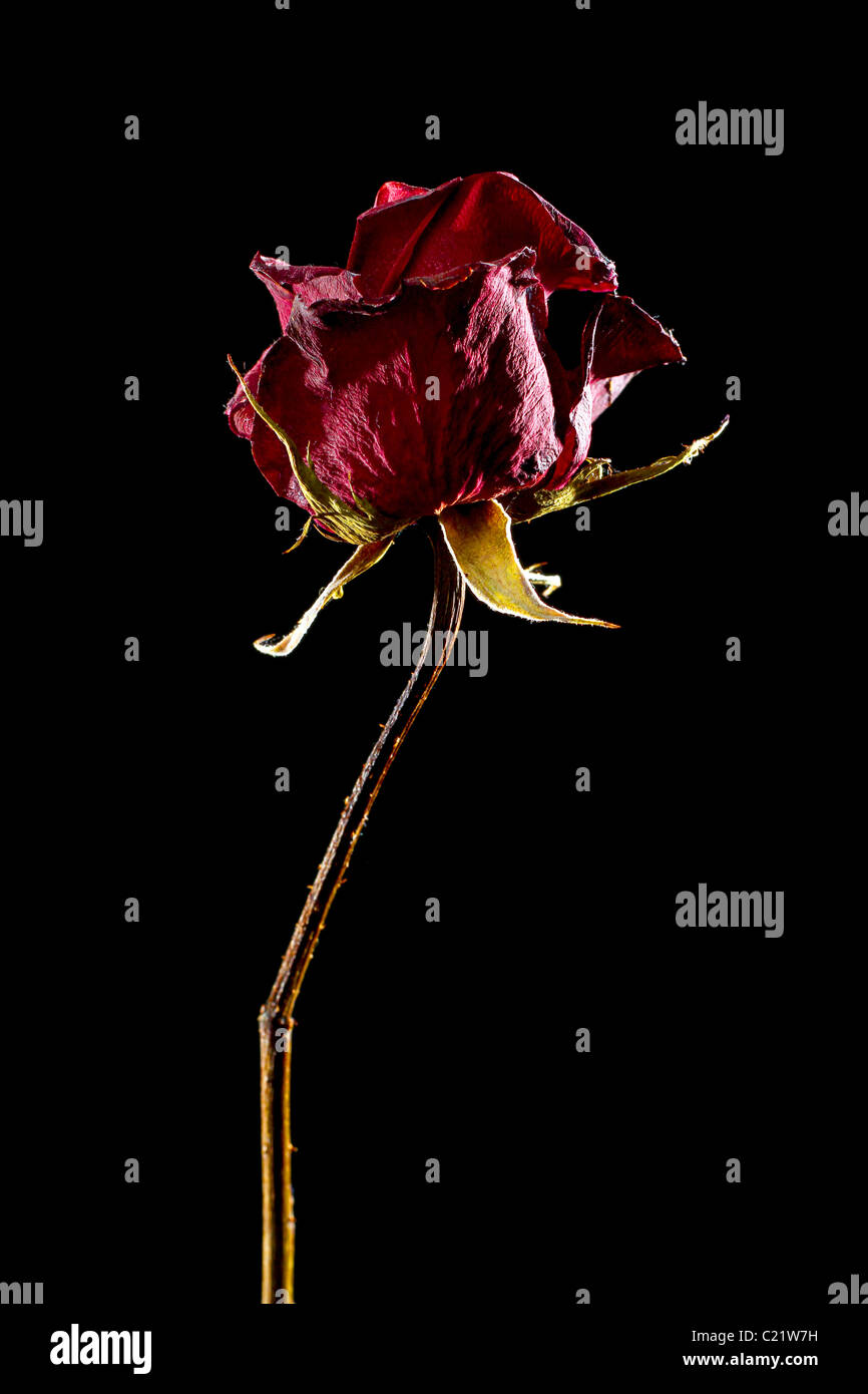 Single dried red rose Stock Photo - Alamy