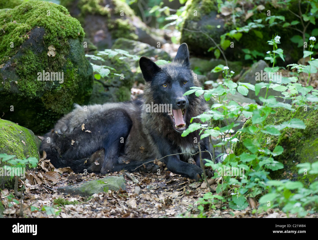 Timberwolf hi-res stock photography and images - Alamy