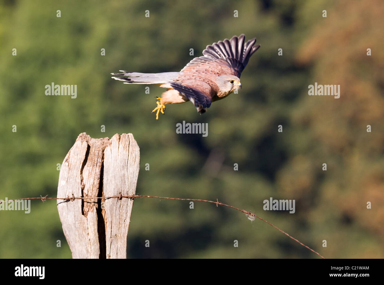 Kestrel flying hi-res stock photography and images - Alamy
