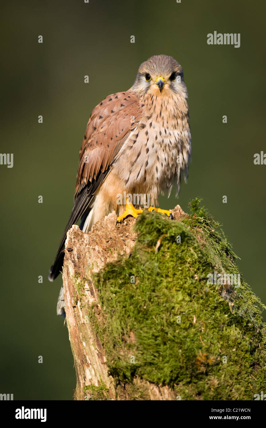 Eigentlicher fal hi-res stock photography and images - Alamy