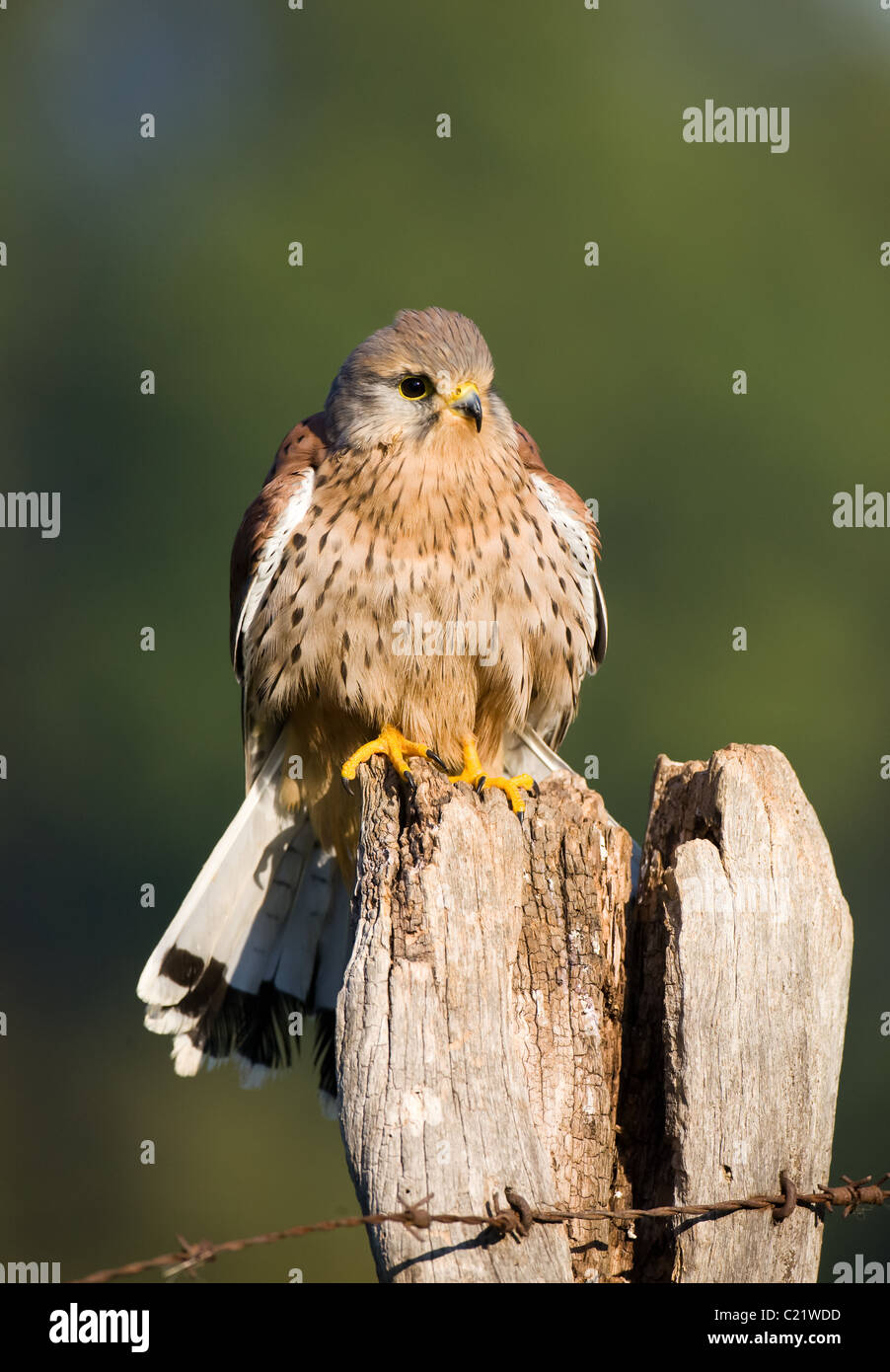Kestrel falcon hi-res stock photography and images - Alamy