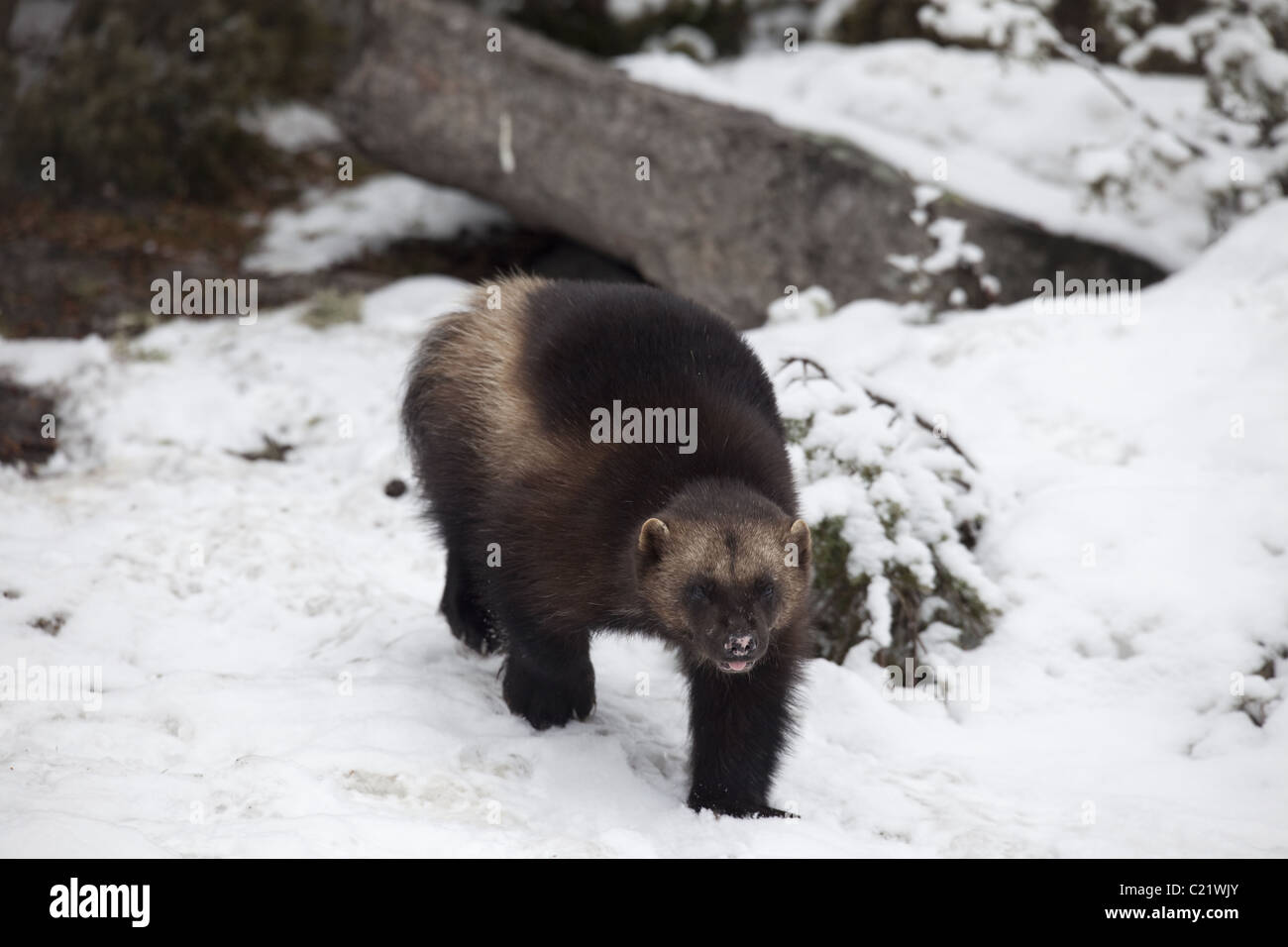 Wolverine snow hi-res stock photography and images - Alamy