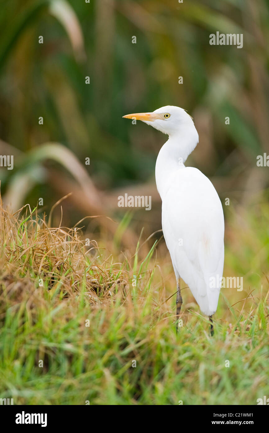 Yellow-billed Egret Egretta intermedia at Strandfontein Sewage Works ...