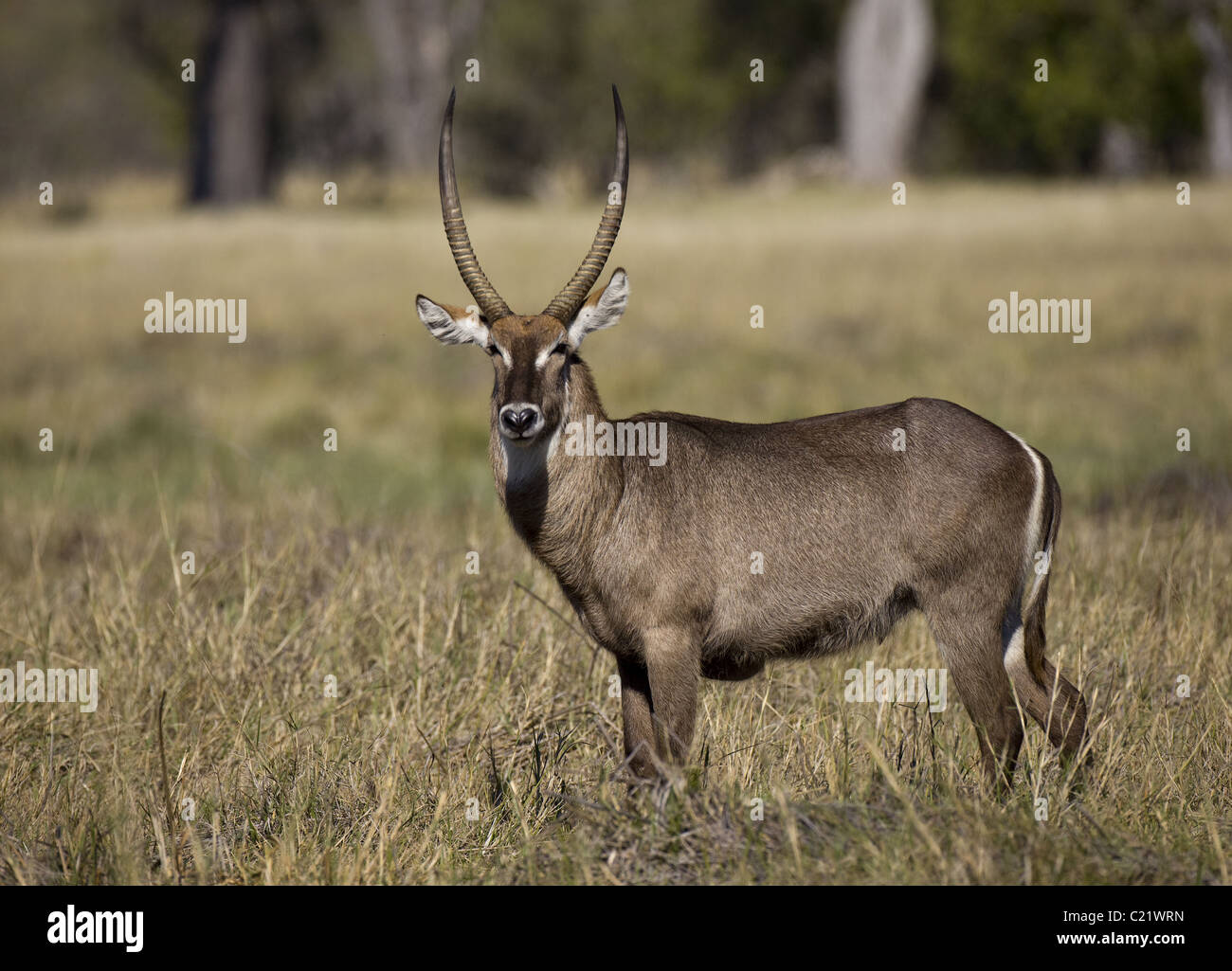 Gemeine wasserboecke hi-res stock photography and images - Alamy
