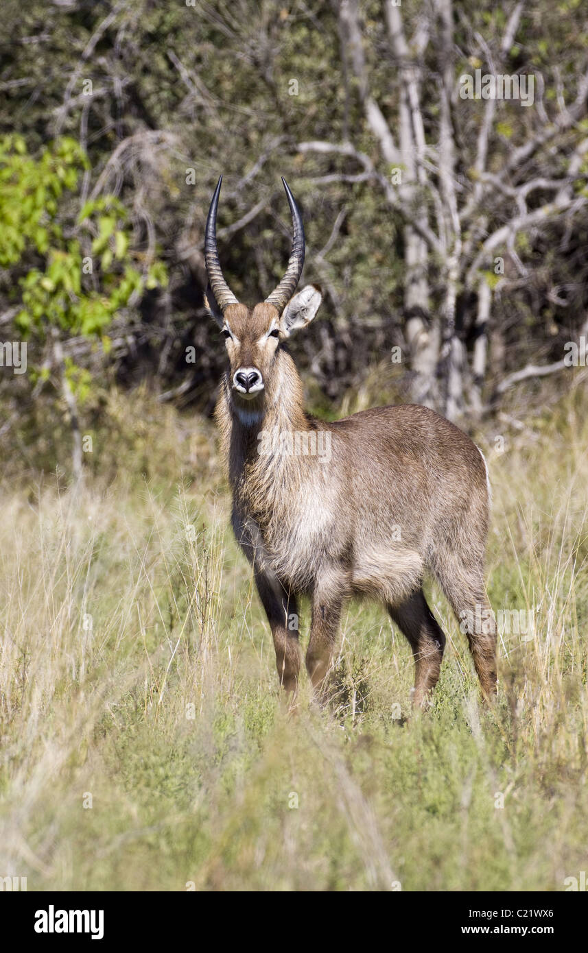 Wasserboecke hi-res stock photography and images - Alamy