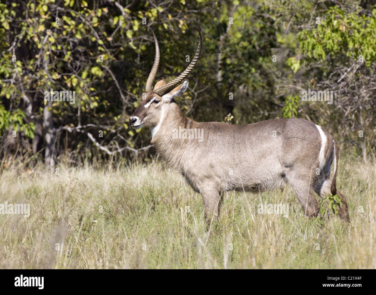 Wasserboecke hi-res stock photography and images - Alamy
