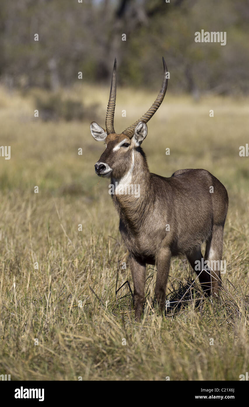 African bush ele hi-res stock photography and images - Alamy