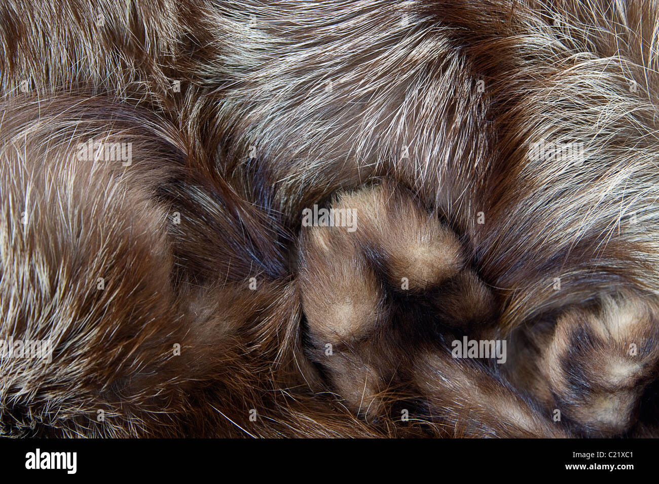 Silver fox fur with paws Stock Photo - Alamy