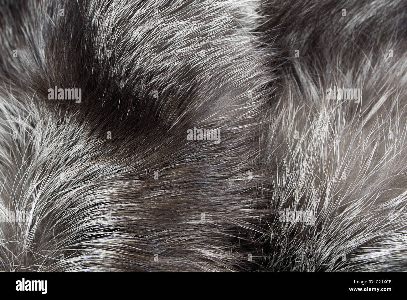 Silver fox fur coat hi-res stock photography and images - Alamy