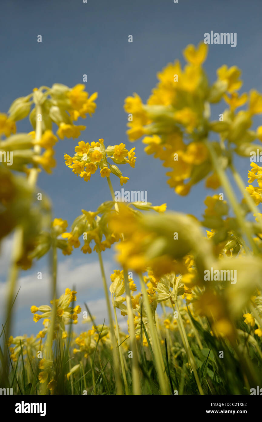 A cowslip plant in the sunshine on a hill in the South Downs National ...
