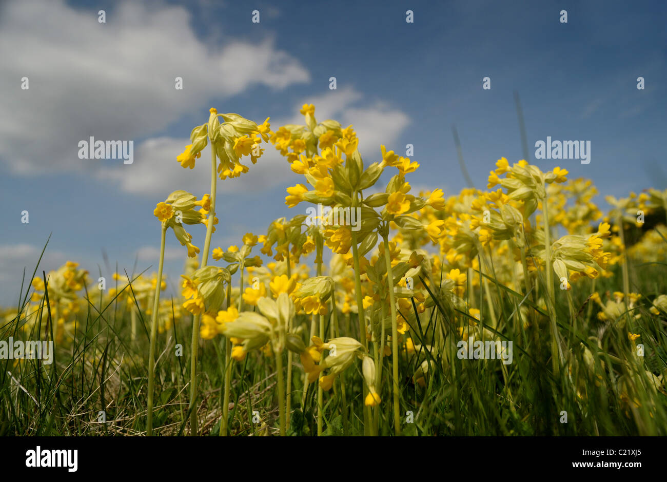 A cowslip plant in the sunshine on a hill in the South Downs National ...