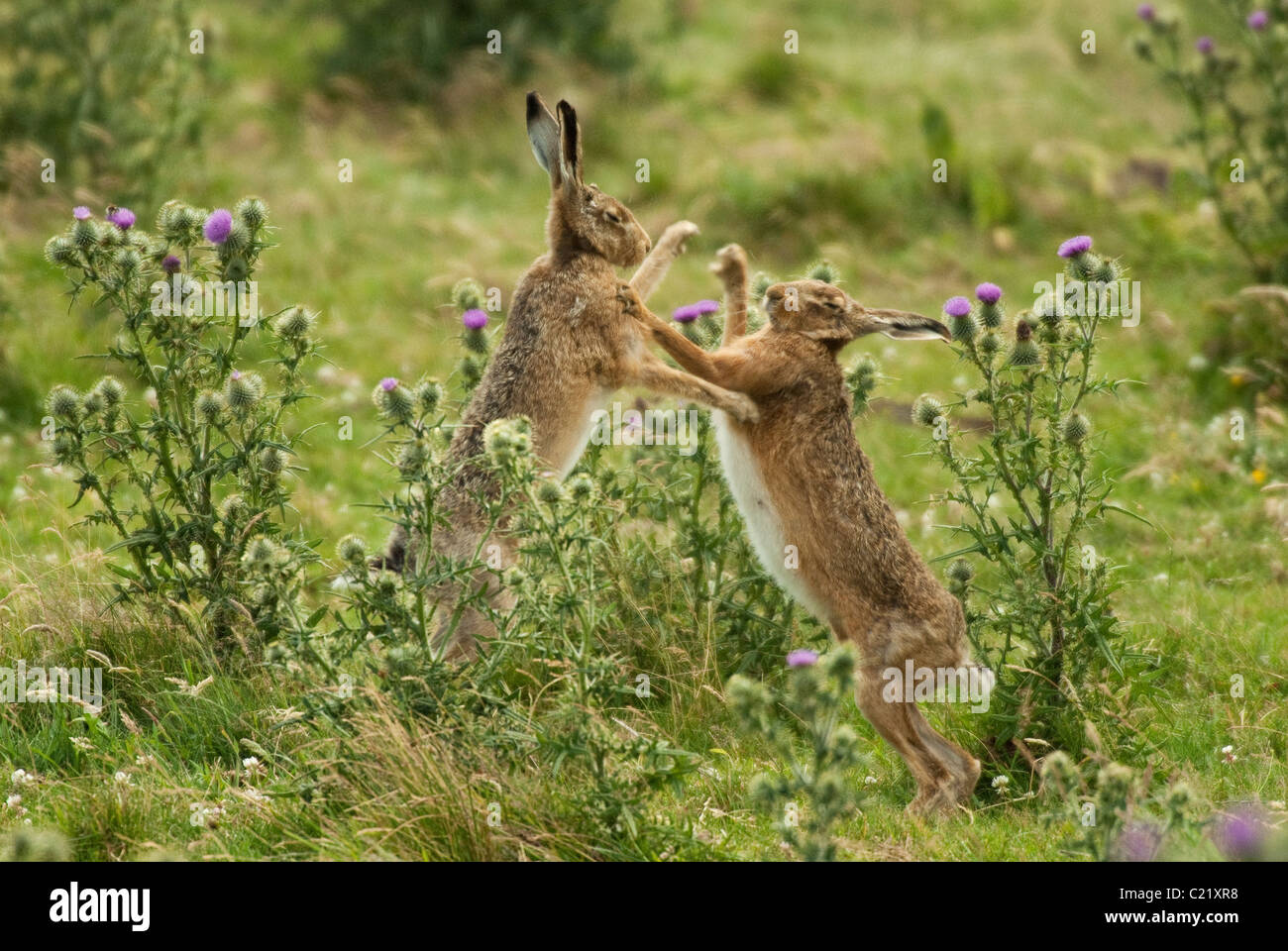 Boxing hares uk hi-res stock photography and images - Alamy