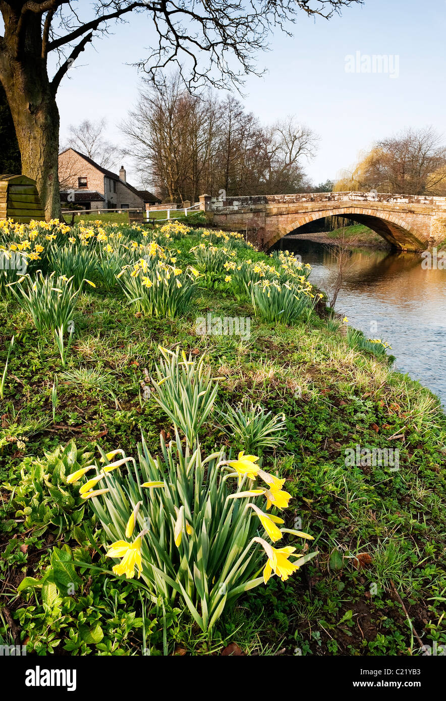 Yorkshire Daffodils High Resolution Stock Photography and Images - Alamy