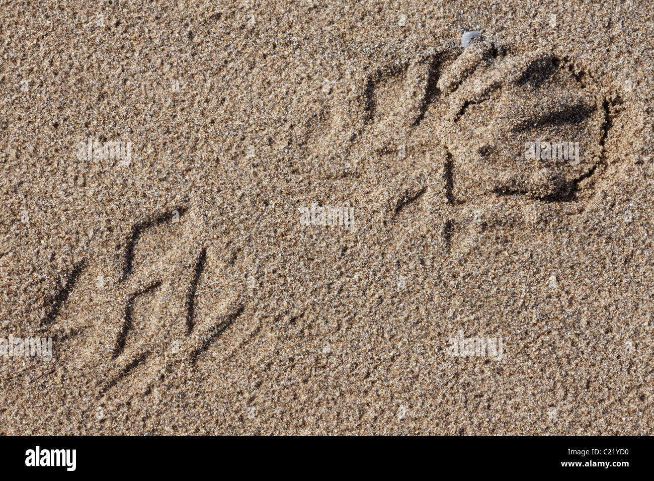 Imprint In The Sand High Resolution Stock Photography and Images - Alamy