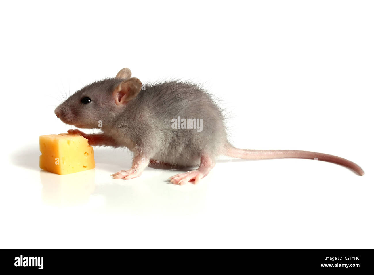 small mouse and cheese isolated on white background Stock Photo - Alamy