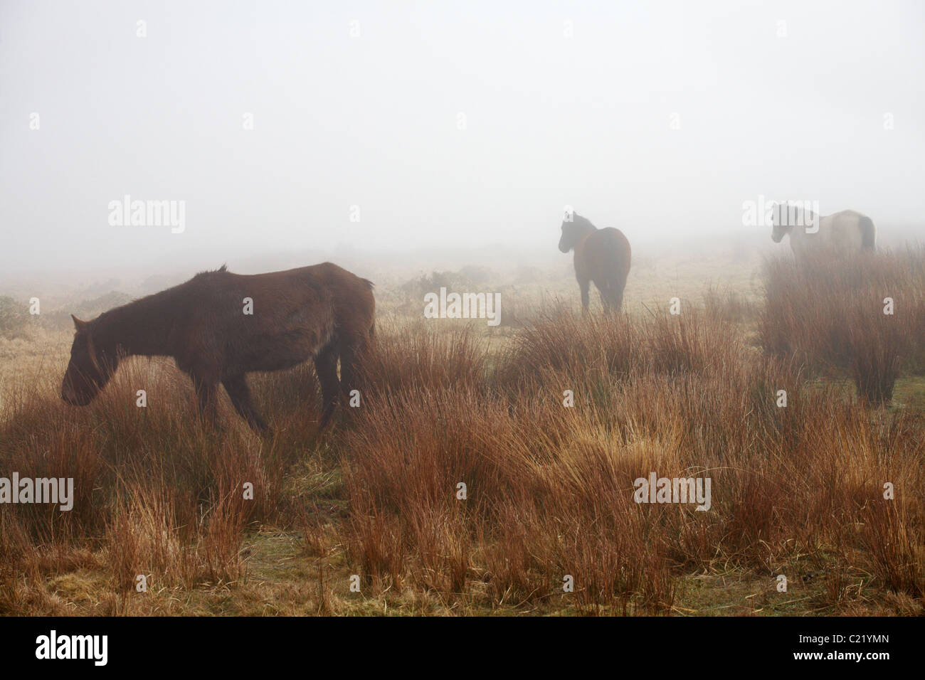 Lundy ponies grazing in thick fog on Lundy Island, Devon, England UK in ...