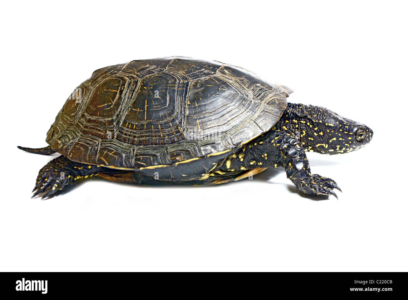 Turtle on back Cut Out Stock Images & Pictures - Alamy