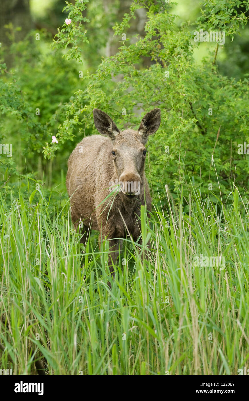 European elk hi-res stock photography and images - Alamy