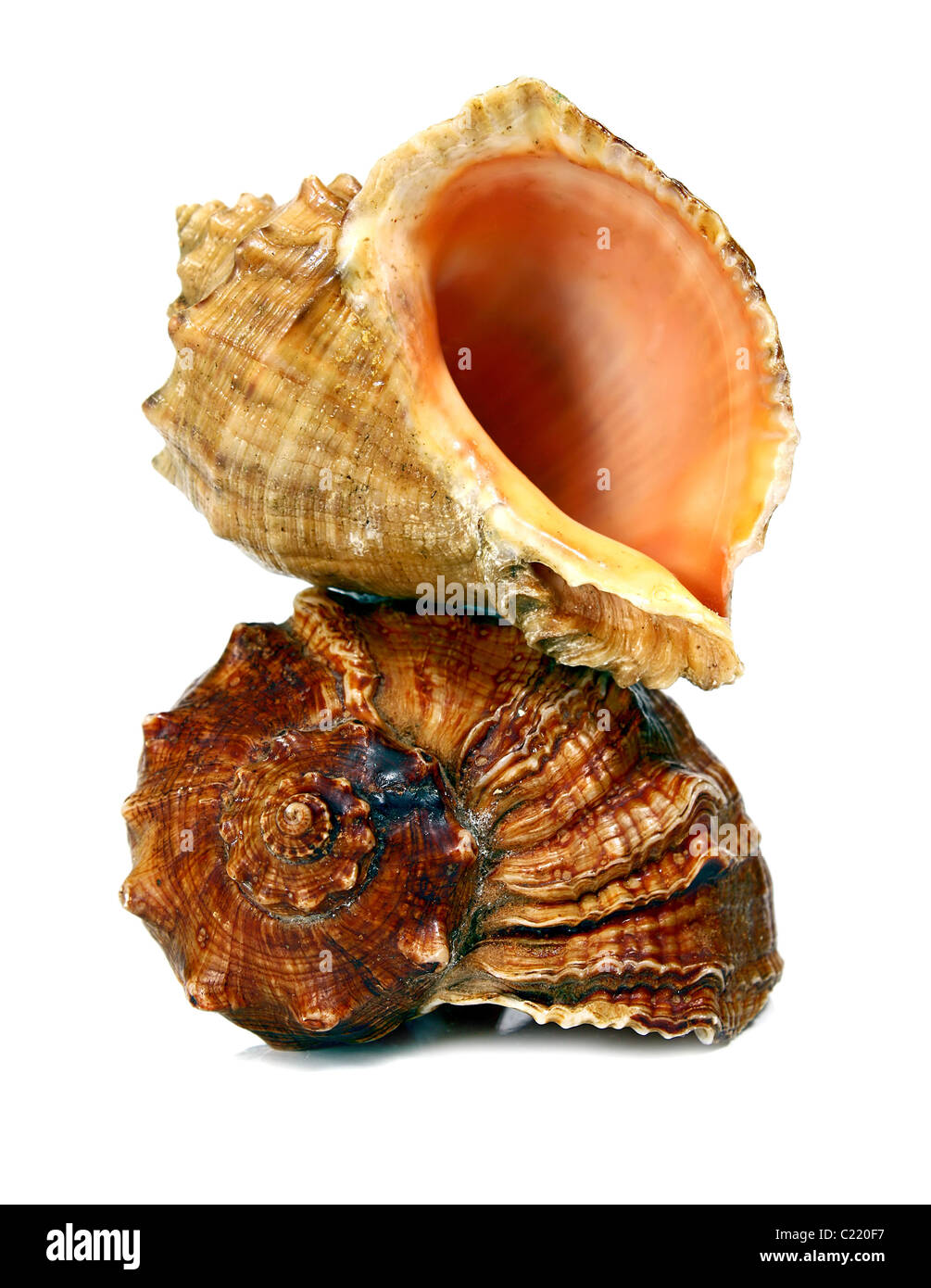 two marine cockleshells isolated on white background Stock Photo - Alamy