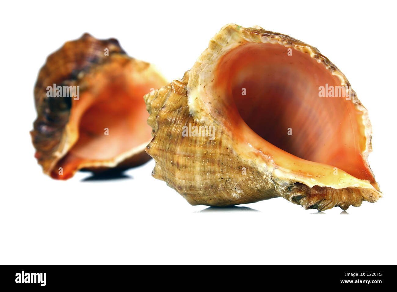 two marine cockleshells isolated on white background Stock Photo - Alamy