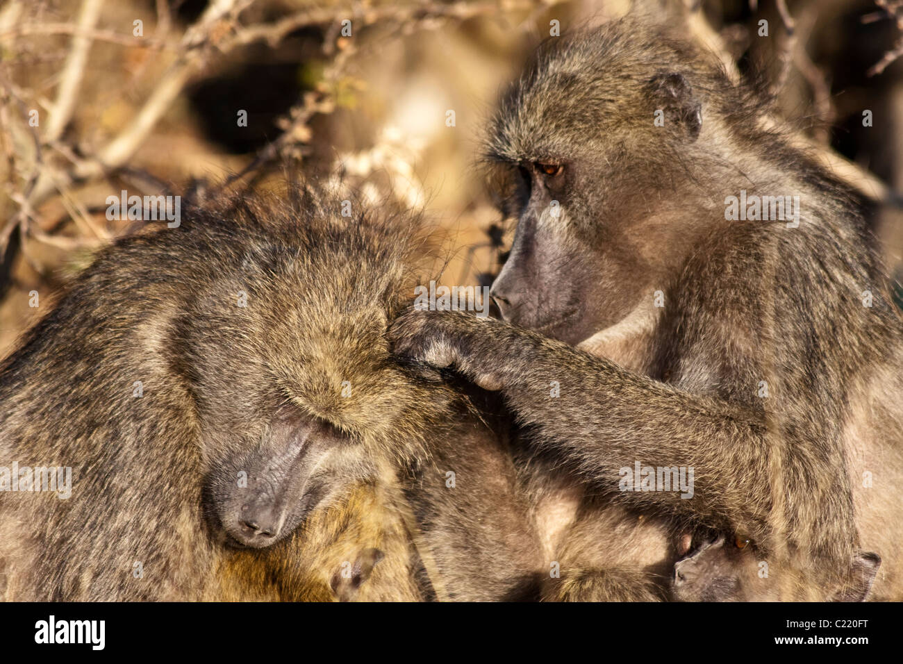 Cleaning troop hi-res stock photography and images - Alamy