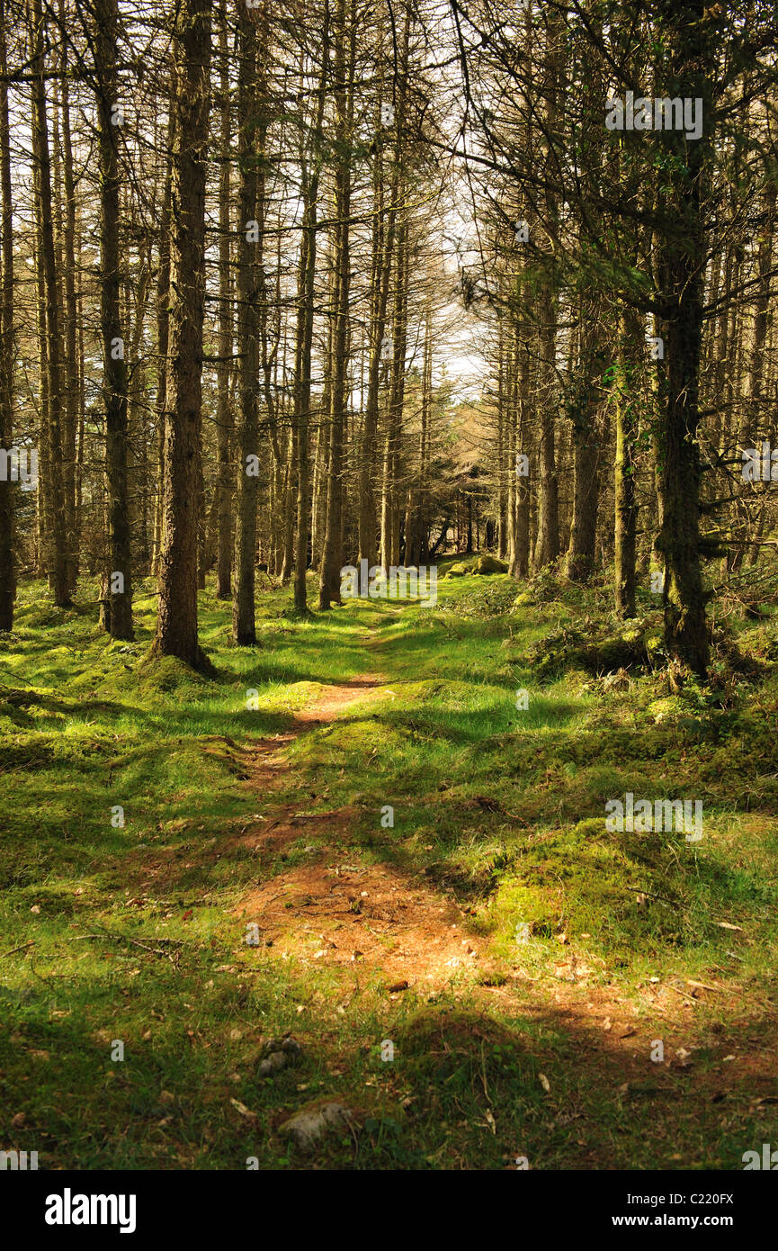 Burren path hi-res stock photography and images - Alamy