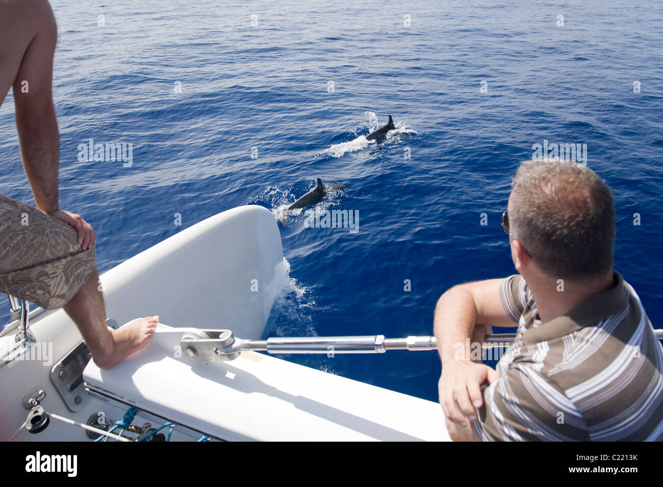 People watching dolphins surface in front of a catamaran off Funchal ...