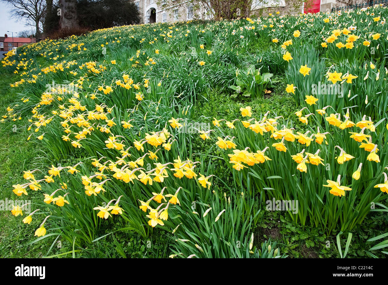 Yorkshire daffodils hi-res stock photography and images - Alamy