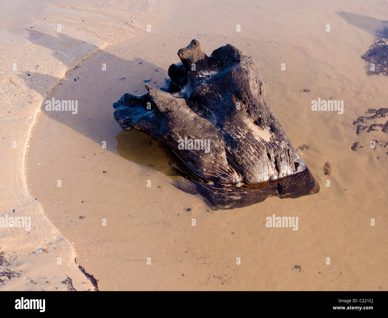Wood from trees dating from the last ice age exposed by scour in the ...