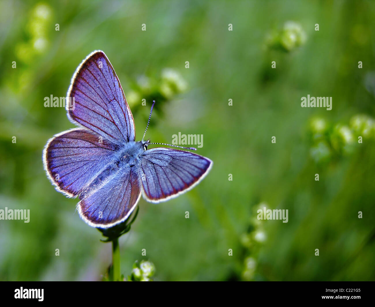 Common Blue butterfly on spring meadow Stock Photo - Alamy