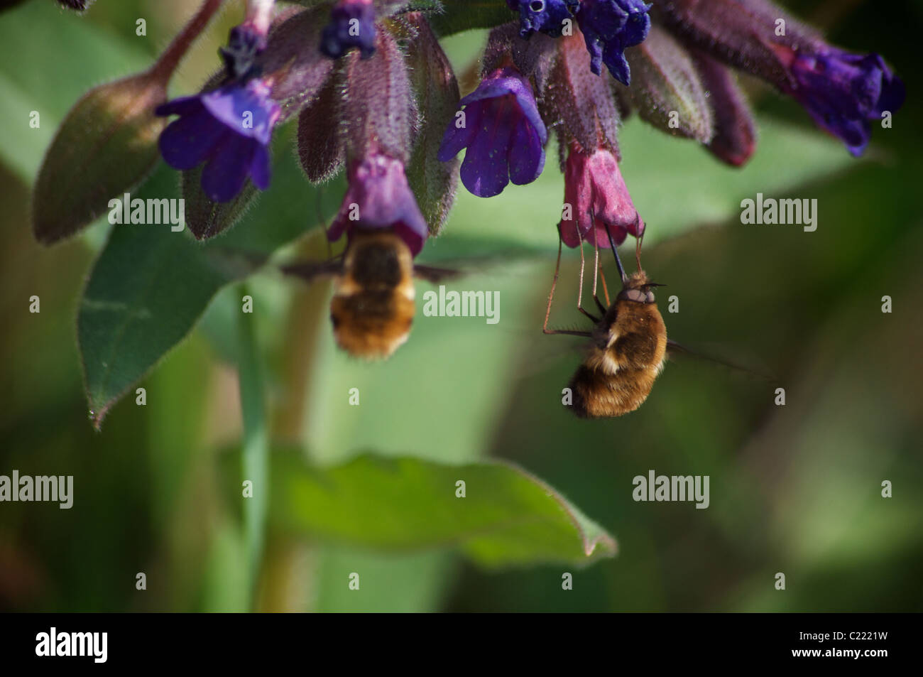 insects in flowers Stock Photo - Alamy
