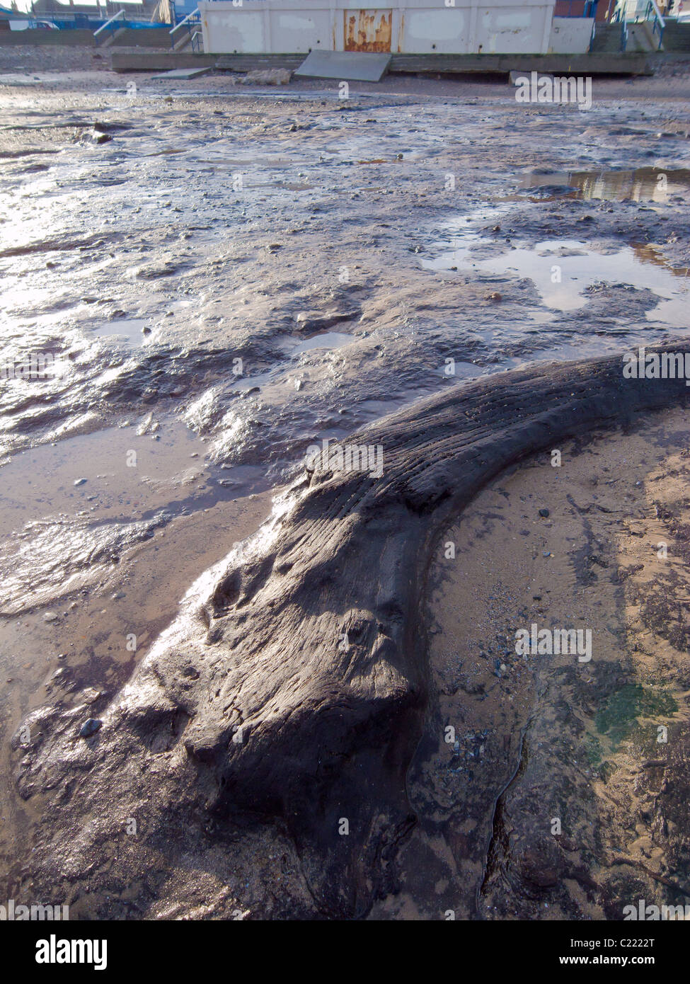 Wood from trees dating from the last ice age exposed by scour in the ...