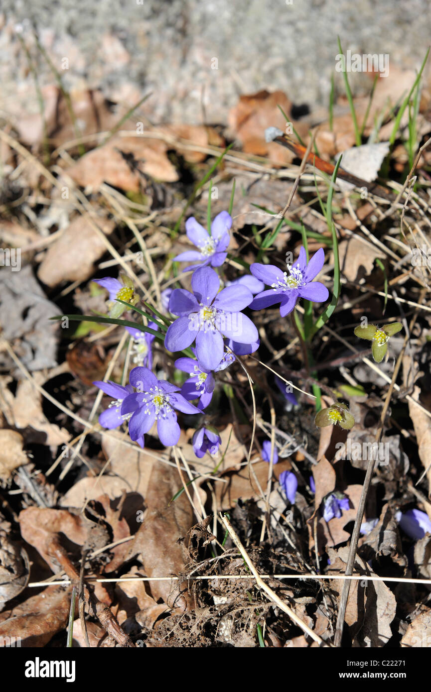 Early spring flowers Stock Photo - Alamy
